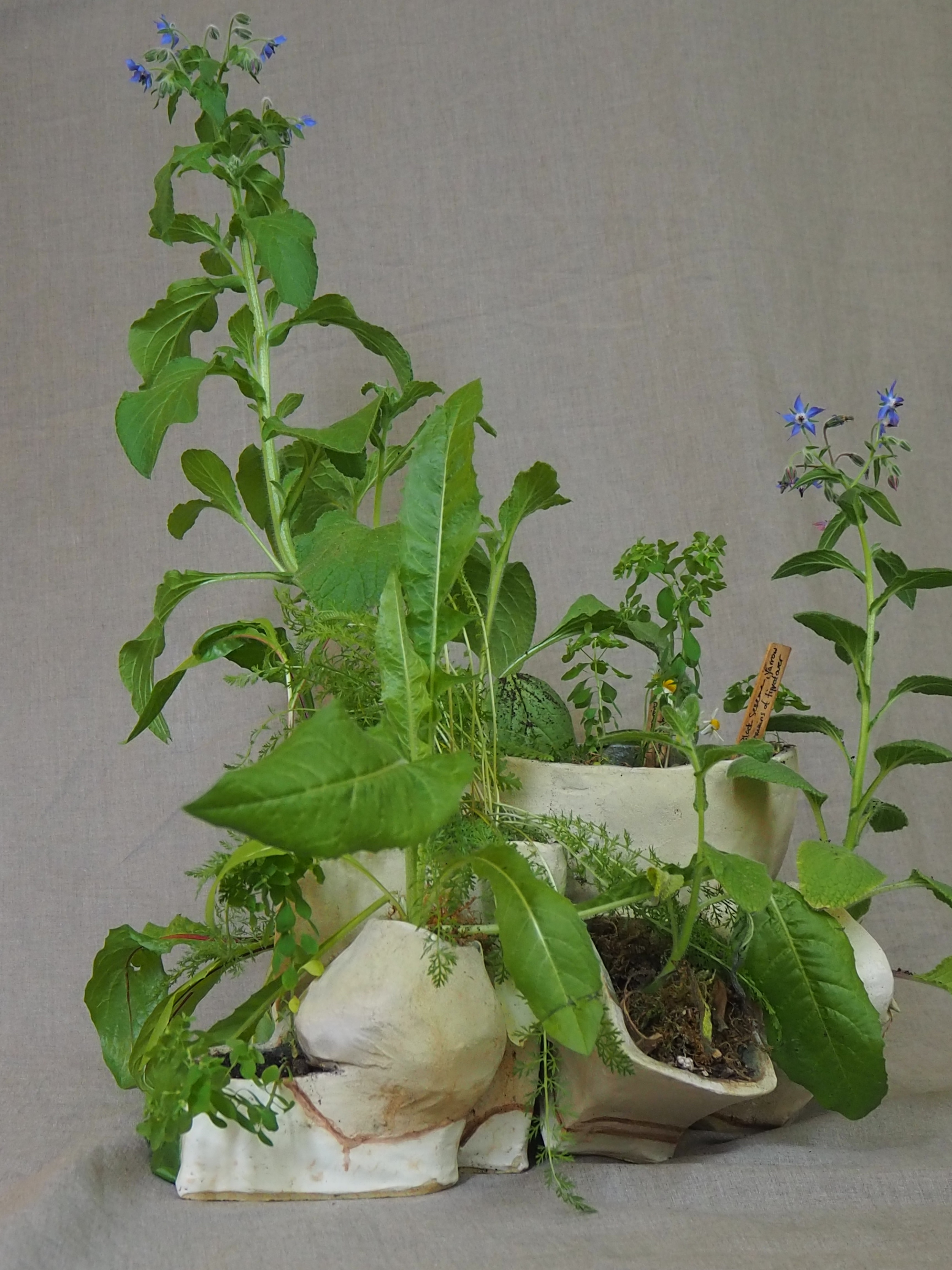 Bodies of Bois Mallet | RACHEL PARISH